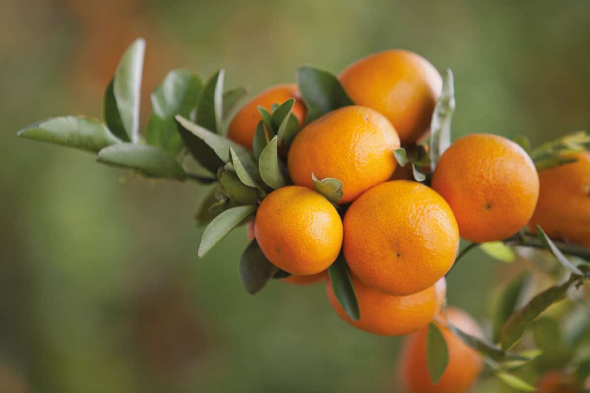 Cítricos - Menos estrés hídrico, mayores beneficios | Rivulis