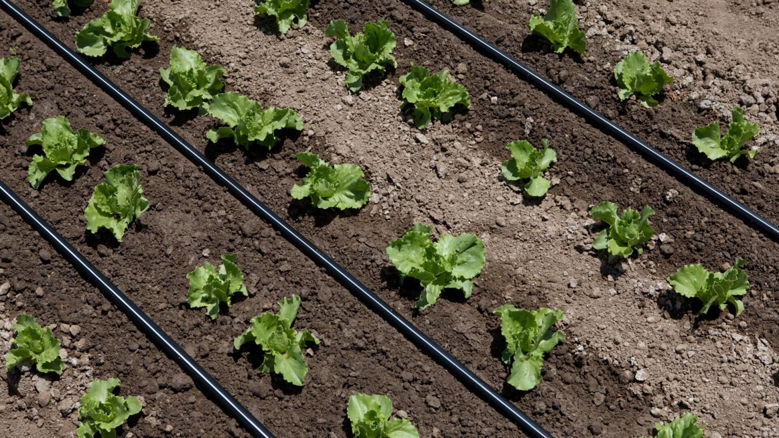 Tipos de riego: una guía completa | Rivulis