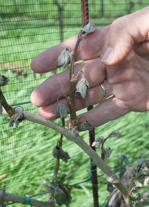 Tipos de heladas | Rivulis Knowledge Hub